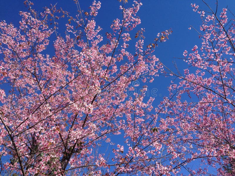 Le Prunus Cerasoides Ont De Belles Fleurs Roses Image stock - Image du ...