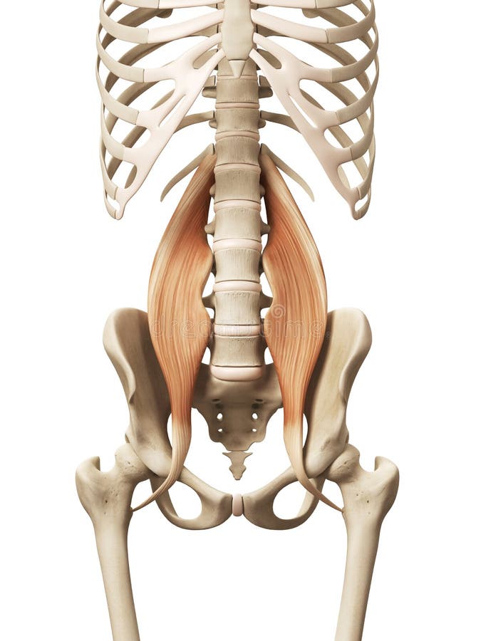 Le psoas iliaque illustration stock. Illustration du abdomen - 45575770