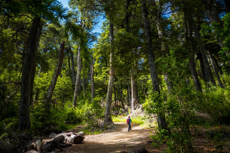 Le Randonneur Marche Dans La Forêt Photo stock - Image du gens, terrain ...