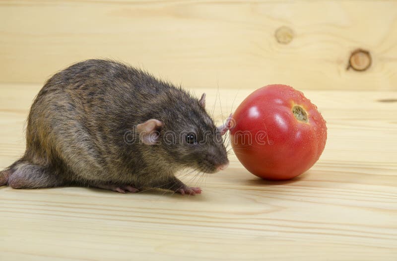 Le rat mange une tomate image stock. Image du manger - 120916217