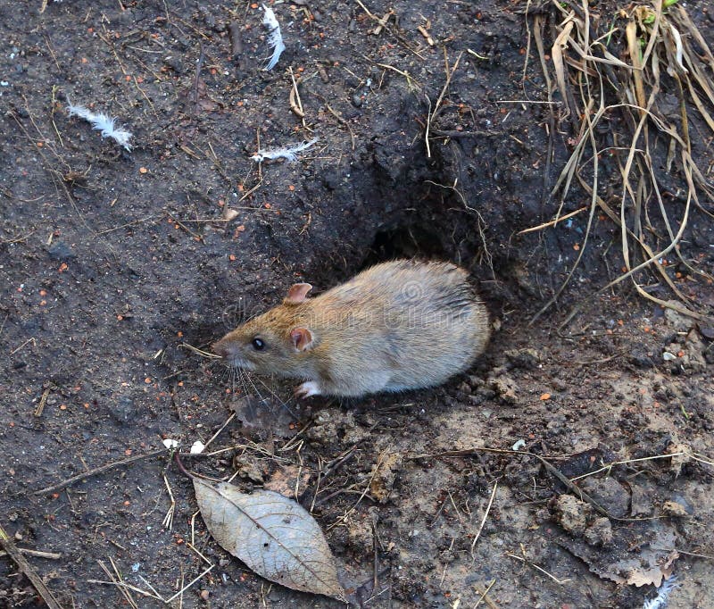 904 Trou De Rat Photos libres de droits et gratuites de Dreamstime