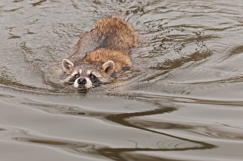Le Raton Laveur (lotor De Procyon) Rampe Le Long Du Rondin Image stock ...