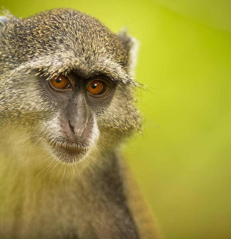 Visage Bleu Africain De Singe Photo stock - Image du singe, nature ...