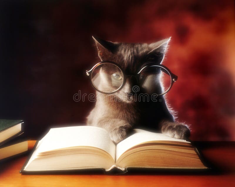 2,556 Photos de Chat Lisant Un Livre - Photos de stock gratuites et ...