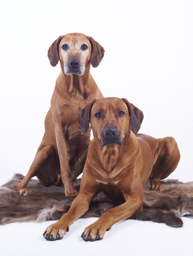 Le Ridgeback De Rhodesian Poursuit Des Couples Photo stock - Image du ...