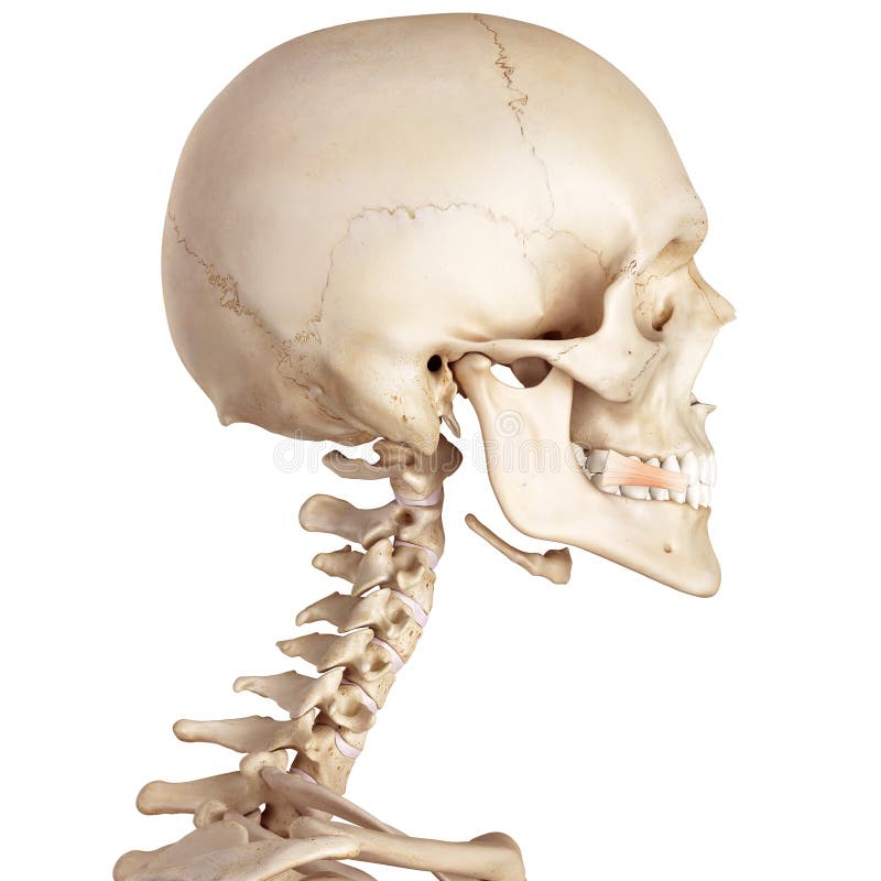 Illustration 3d De La Position Anatomique De Muscles De Risorius Sur Le ...