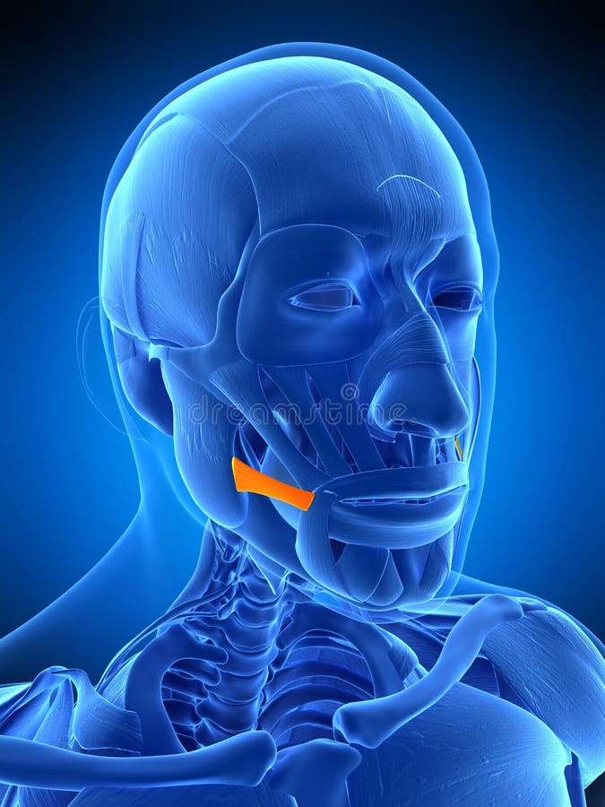 Illustration 3d Des Muscles De Risorius Illustration Stock ...