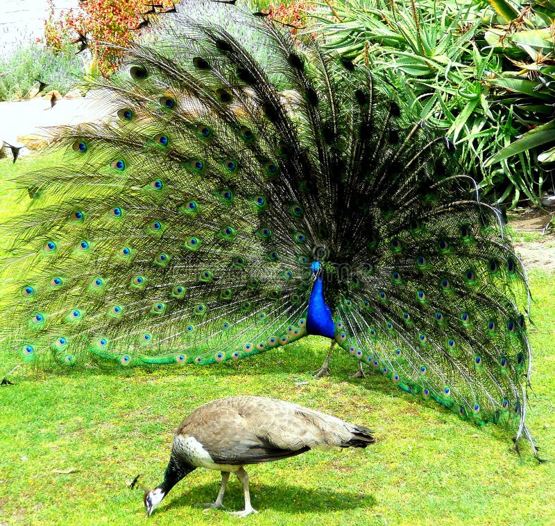 Le rituel de accouplement image stock. Image du californie - 14443997