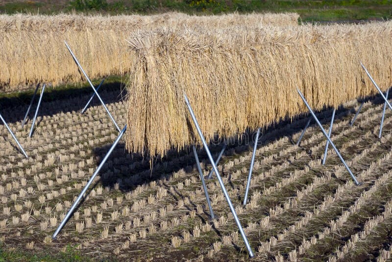 Tiges de riz photo stock. Image du nutrition, tige, nourriture - 16797644
