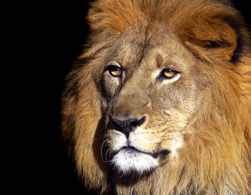 Lion fou image stock. Image du félin, nature, regard, carnassier - 370645