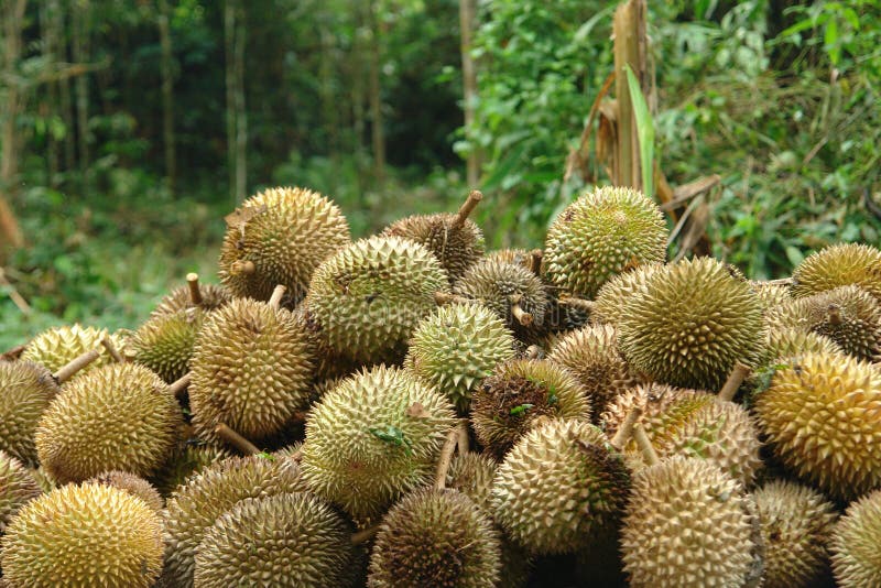 Durian sur l'arbre photo stock. Image du saison, fruits - 43390444