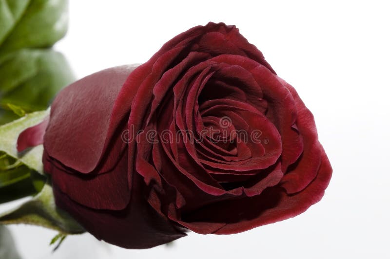 Le rouge de grenat a monté image stock. Image du pureté - 9638859