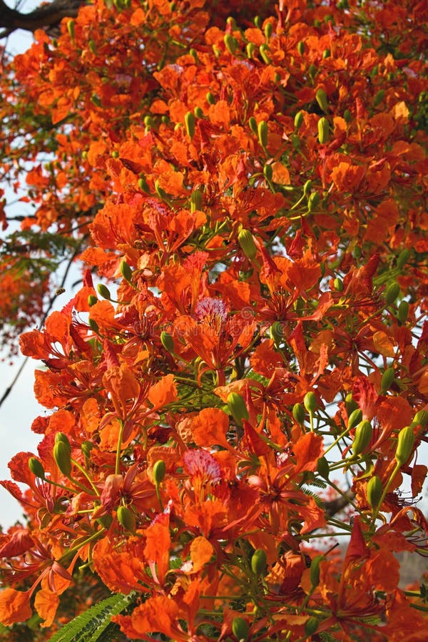 Fleurs De Rouge D'arbre D'acacia Photo stock - Image du lames, closeup ...
