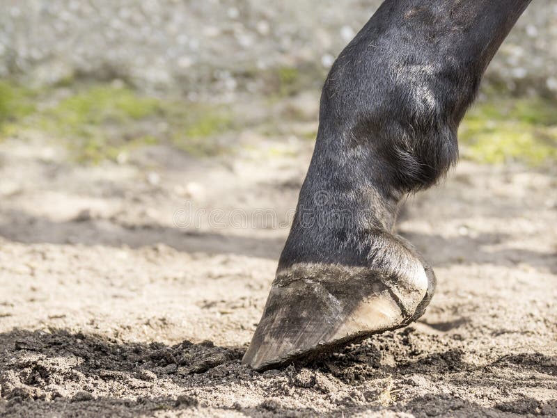Le Sabot Du Cheval Sur Le Sable Image stock - Image du unique, cheval ...