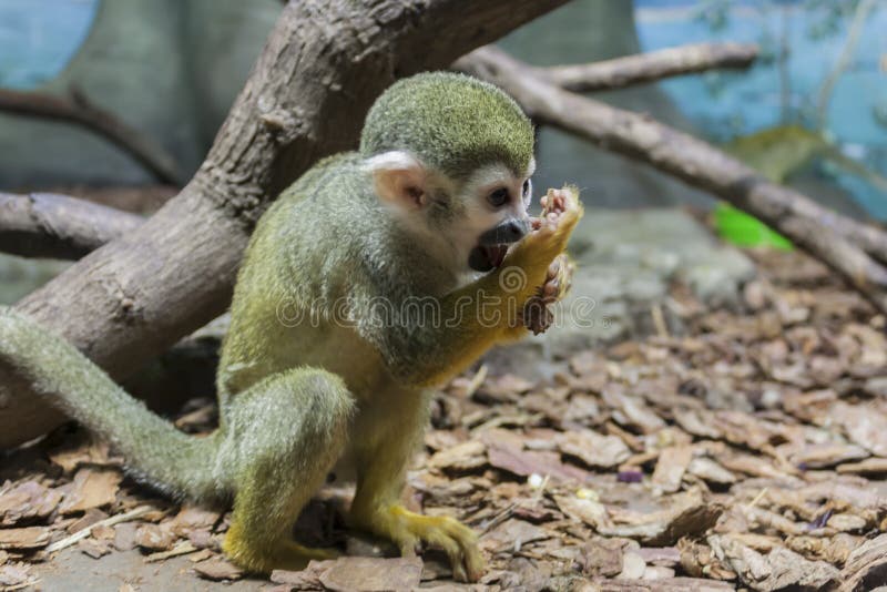 Le Scimmie Si Siede E Mangiando La Frutta Della Banana Fotografia Stock