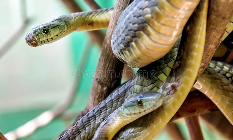 Le Serpent De Mamba Vert Sur L'arbre En Ouganda, Afrique Photo stock ...