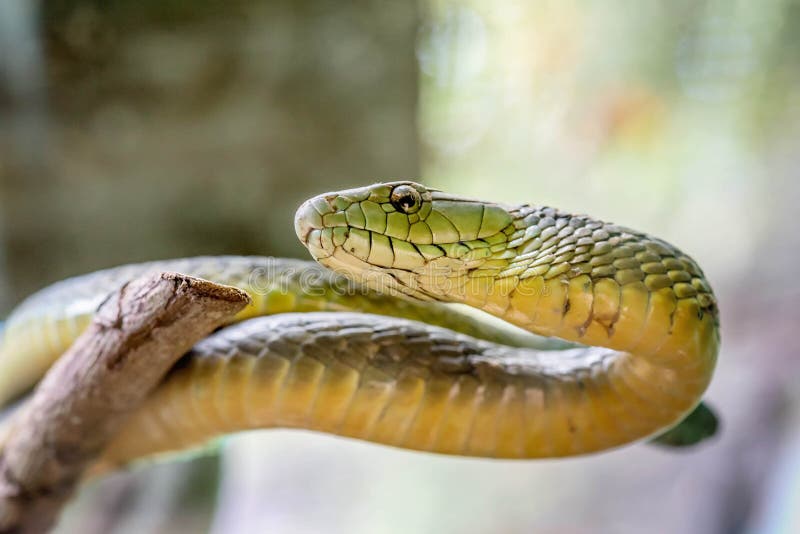 Le Serpent De Mamba Vert Sur L'arbre En Ouganda, Afrique Photo stock ...