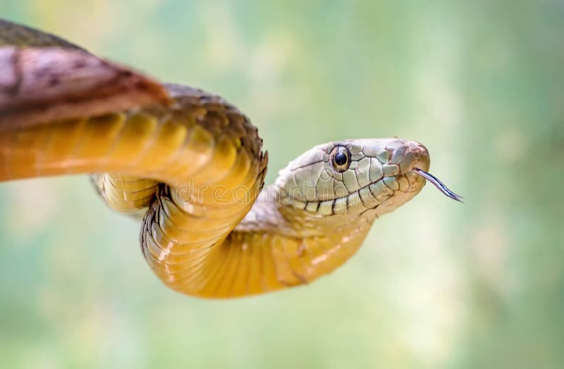 Le Serpent De Mamba Vert Sur L'arbre En Ouganda, Afrique Photo stock ...