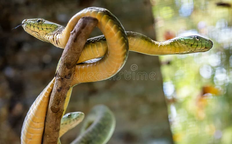 Le Serpent De Mamba Vert Sur L'arbre En Ouganda, Afrique Photo stock ...