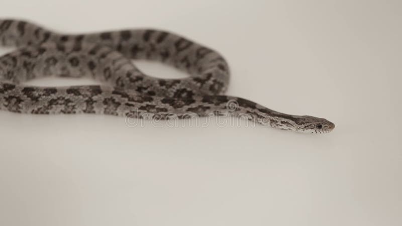 Le Serpent Rampant Le Long D'un Fond Blanc Clips Vidéos - Vidéo du ...