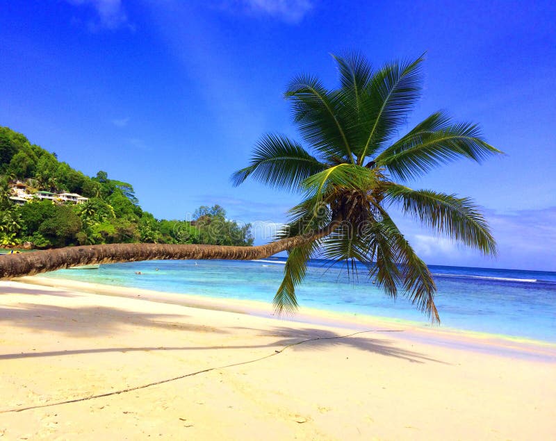 Ragno Della Palma Delle Seychelles Fotografia Stock - Immagine di ...