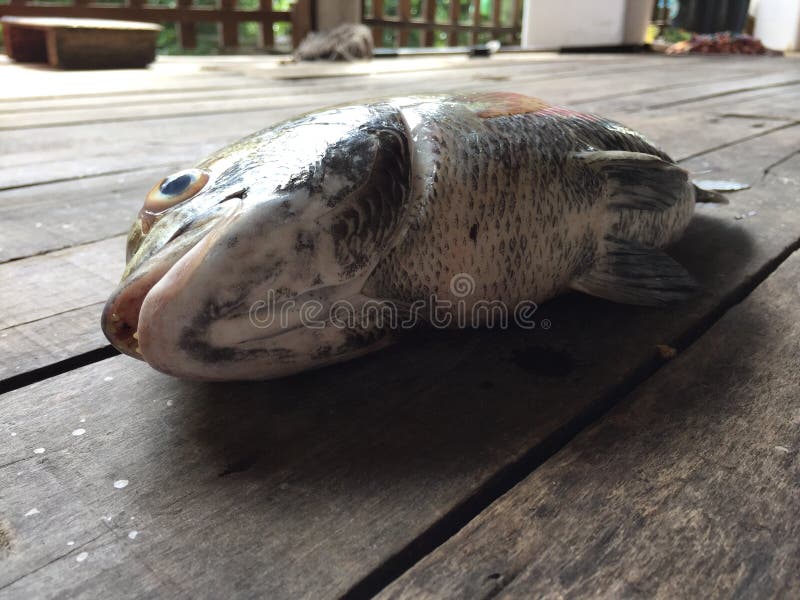 Le Sheepshead, Le Scup, Et La Daurade Rouge/noir, Commandant De Pagrus ...