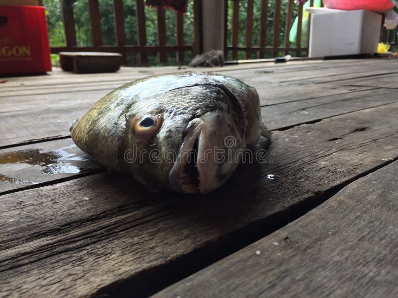 Le Sheepshead, Le Scup, Et La Daurade Rouge/noir, Commandant De Pagrus ...