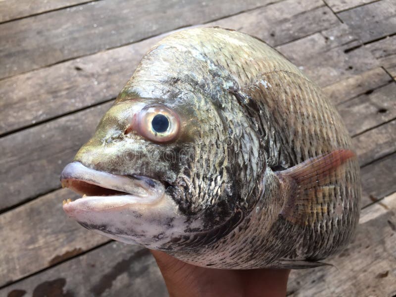 Le Sheepshead, Le Scup, Et La Daurade Rouge/noir, Commandant De Pagrus ...