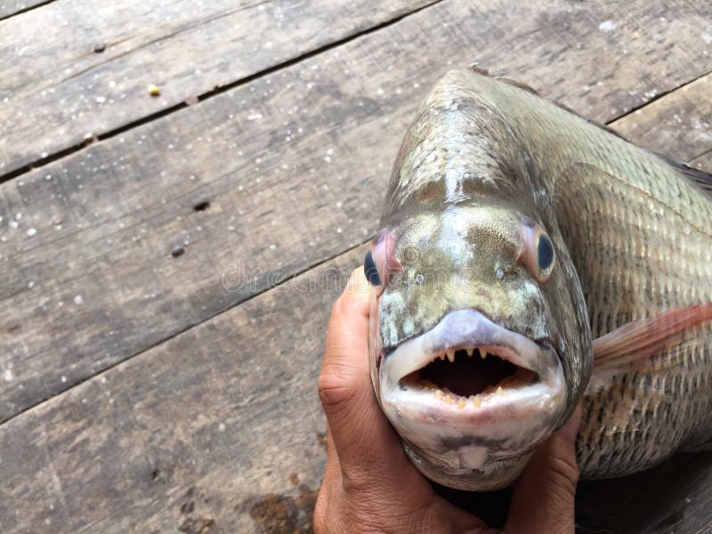 Le Sheepshead, Le Scup, Et La Daurade Rouge/noir, Commandant De Pagrus ...