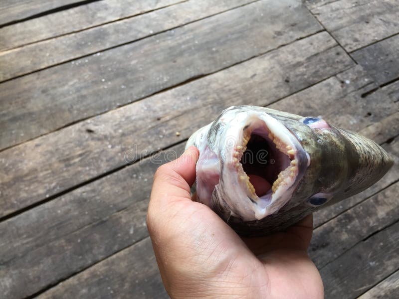 Le Sheepshead, Le Scup, Et La Daurade Rouge/noir, Commandant De Pagrus ...