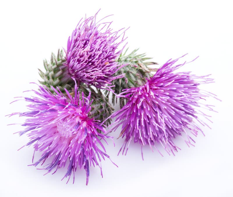 Fleurs De Chardon D'isolement Sur Le Fond Blanc Photo stock - Image du ...