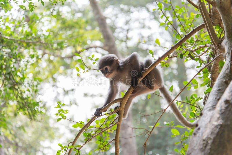 56,093 Singe Grimpant Un Arbre Photos libres de droits et gratuites de ...