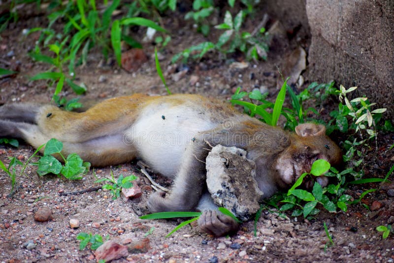 Le Singe Est Mort Dans L'accident Sur La Terre Photo stock - Image du ...