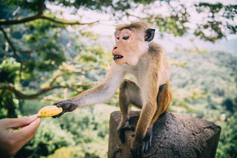 Singe Avec La Banane Au Sri Lanka Image stock - Image du nature ...