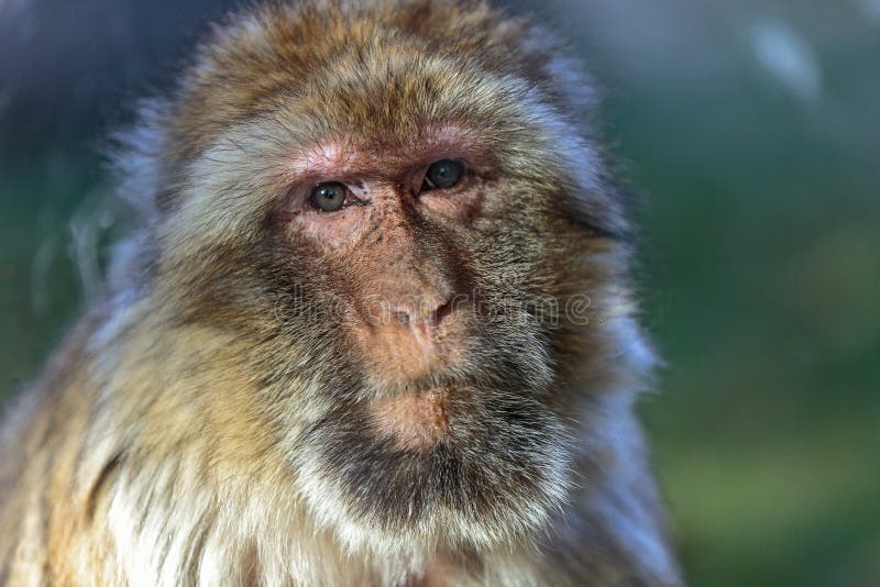 Le Sourire Du Singe, Le Sylvanus De Macaca De Macaque De Barbarie Photo ...