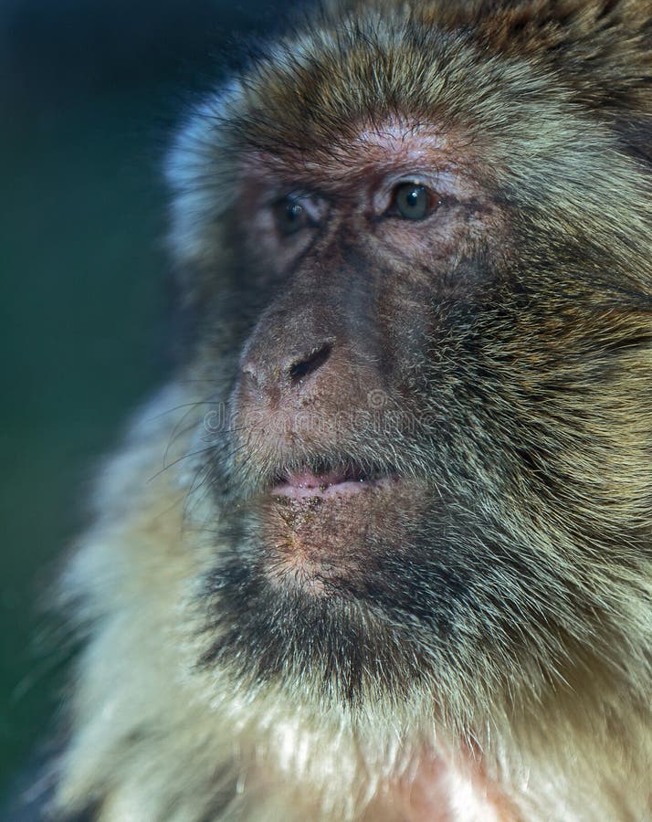 Le Sourire Du Singe, Le Sylvanus De Macaca De Macaque De Barbarie Photo ...