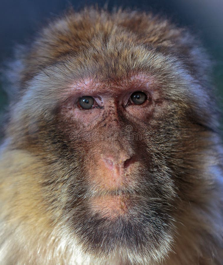 Le Singe, Le Sylvanus De Macaca De Macaque De Barbarie Image stock ...