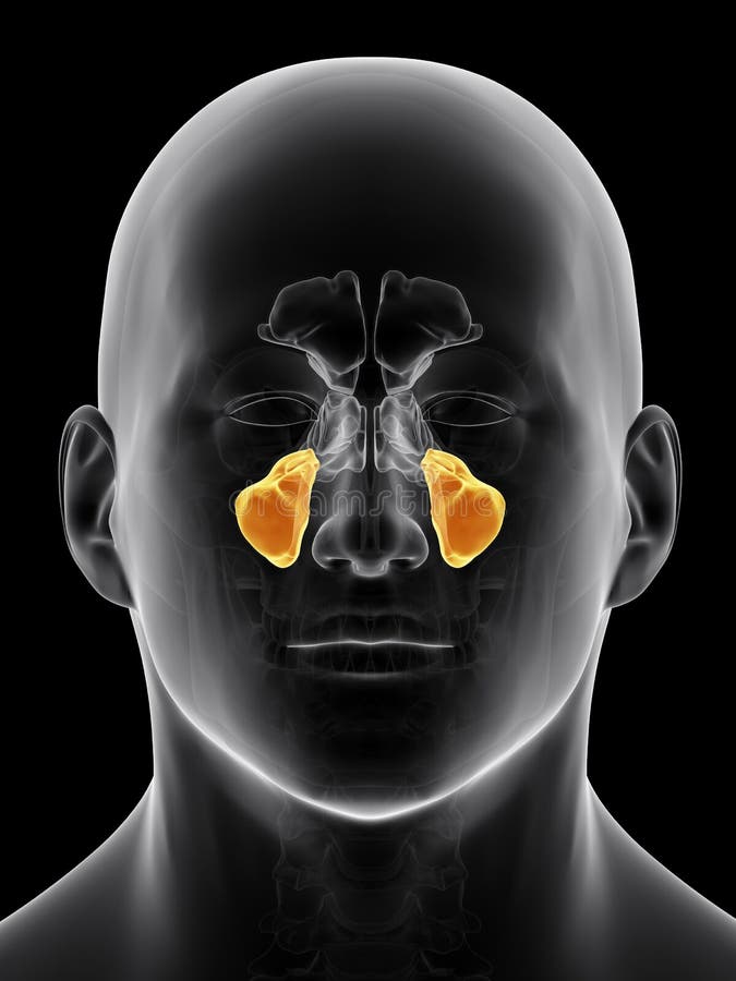 Le sinus maxillaire illustration stock. Illustration du bandeau - 57843081