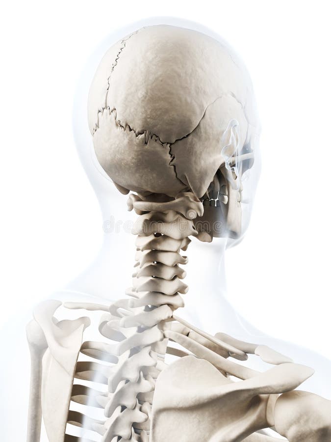 Squelette humain illustration stock. Illustration du dessin - 5499024