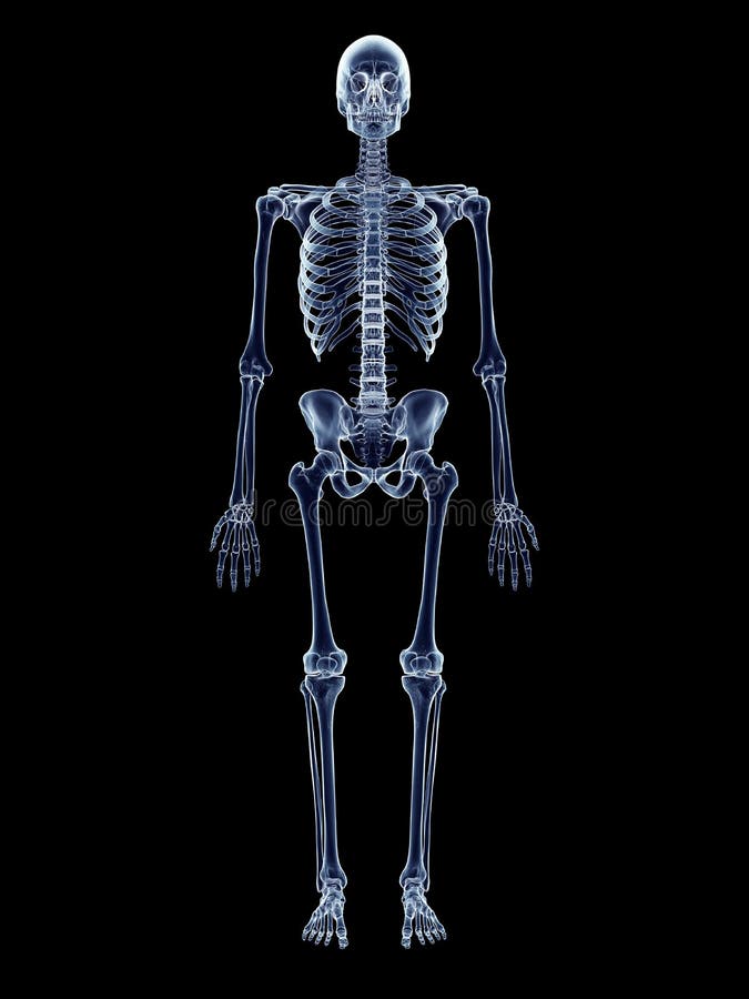 Le squelette humain illustration stock. Illustration du type - 56622176