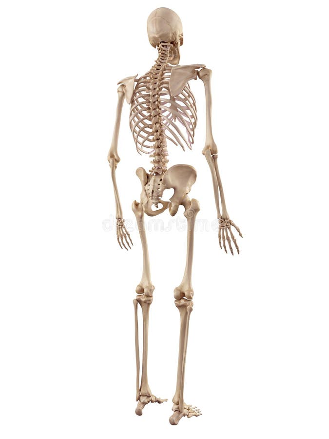 Le squelette humain illustration stock. Illustration du rendu - 56651160