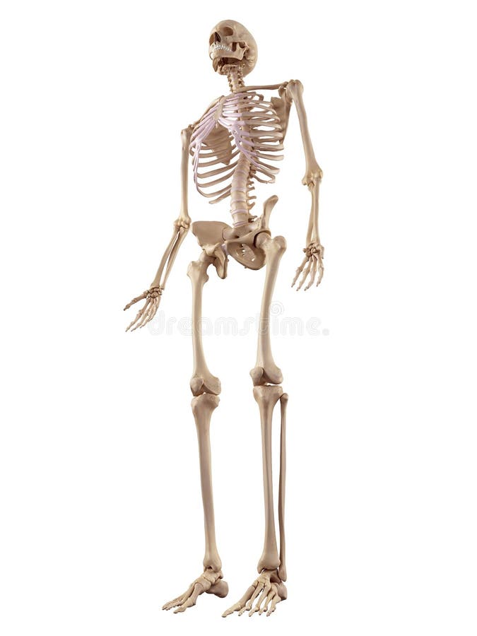 Le squelette humain illustration stock. Illustration du thoracique ...