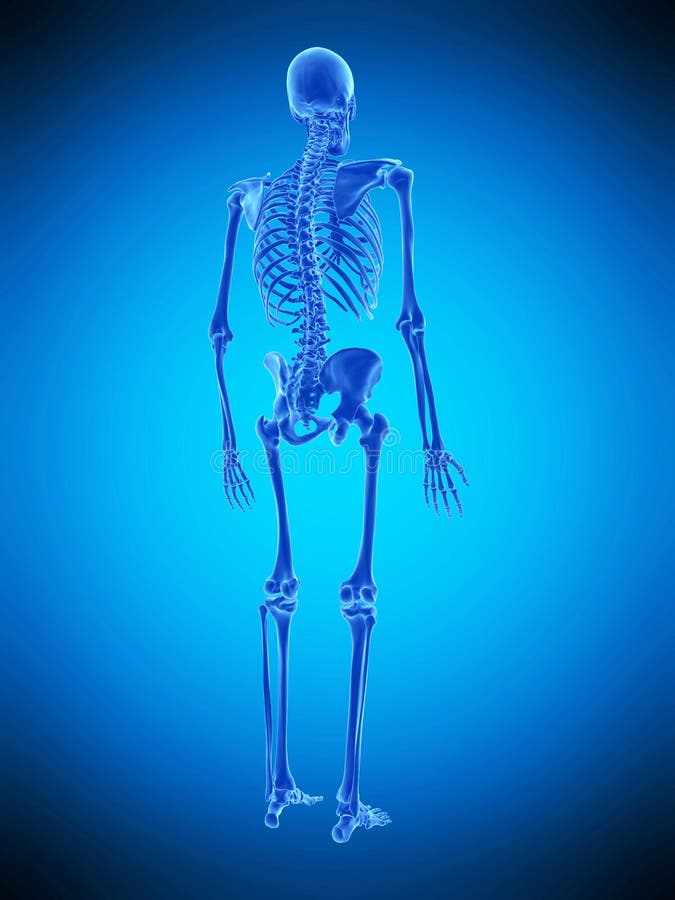 Le squelette humain illustration stock. Illustration du biologie - 73212324