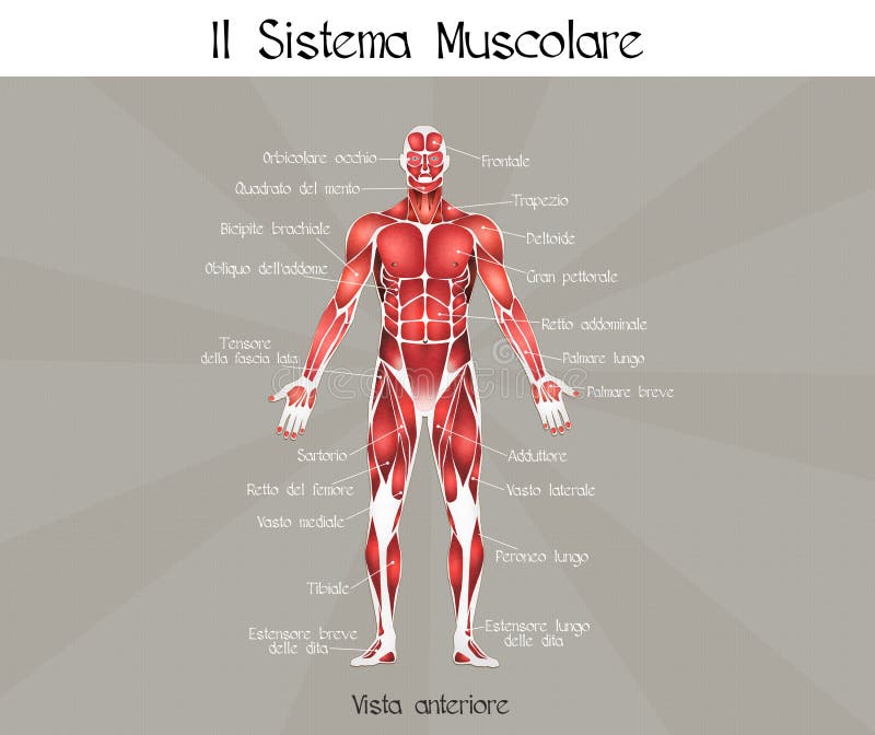 Système Musculaire Humain Stock Illustrations, Vecteurs, & Clipart ...