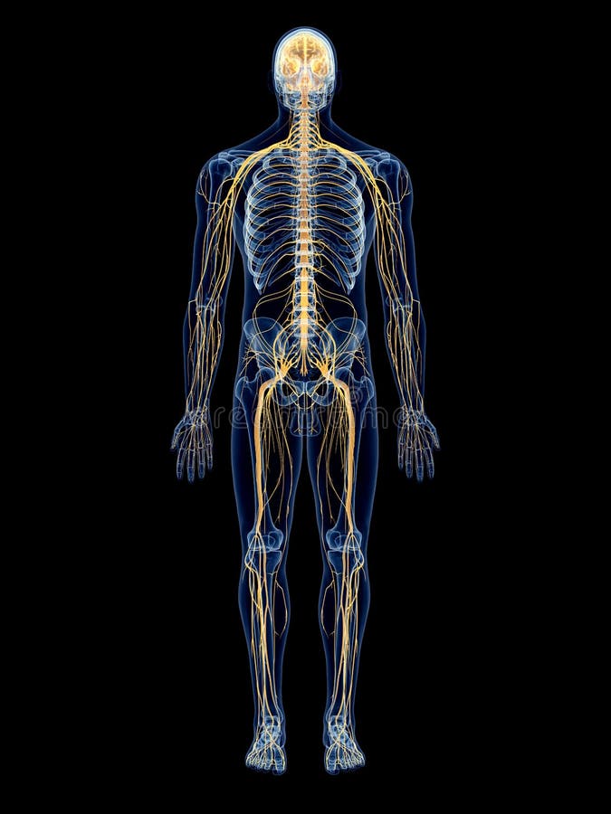 Le système nerveux illustration stock. Illustration of dessin - 57002724