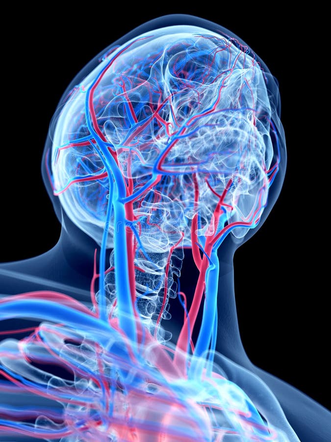 Le Système Vasculaire Humain Illustration Stock - Illustration du veine ...