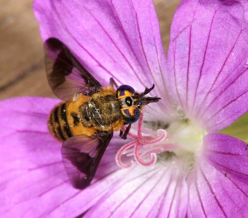 Taon sur la fleur photo stock. Image du pays, detail, couleur - 4943298