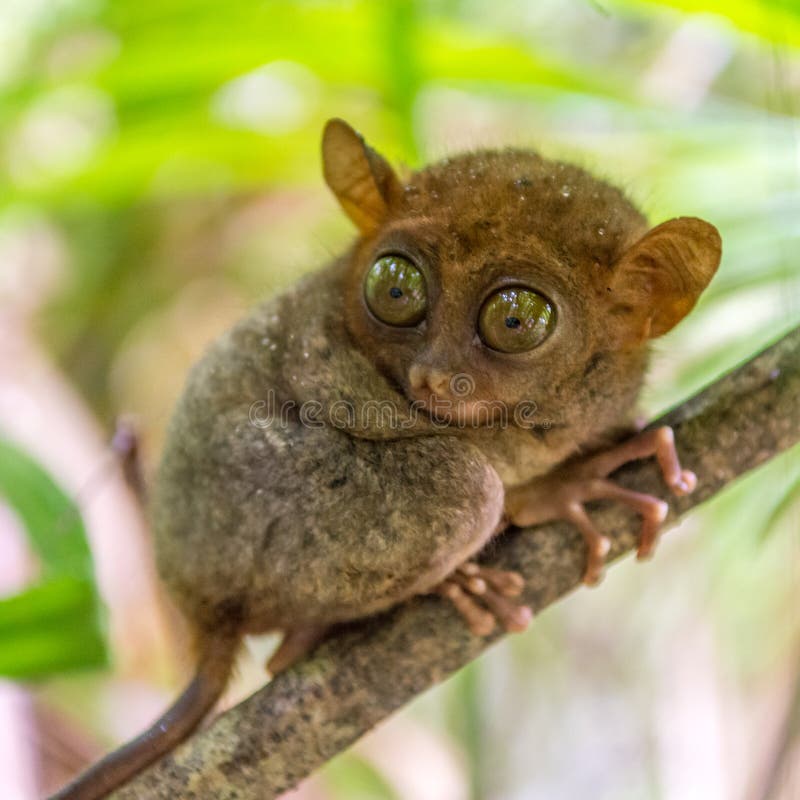 Tarsier mignon image stock. Image du habitat, branchement - 57579191
