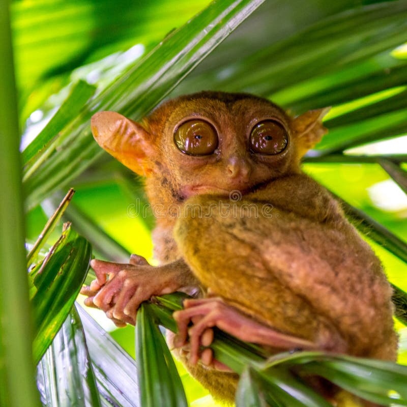 Sulawesi, Indonésie : Tarsier Joyeux Image stock - Image du endangered ...