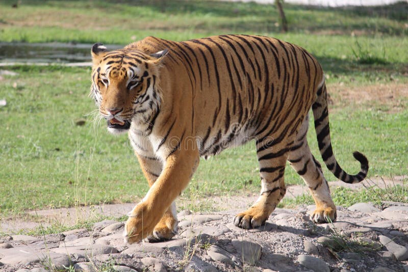 Tigre De Marche D'isolement Au-dessus Du Blanc Photo stock - Image du ...